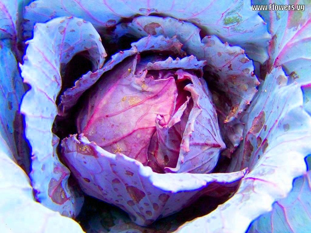 Annegret's Kitchen: Red Cabbage